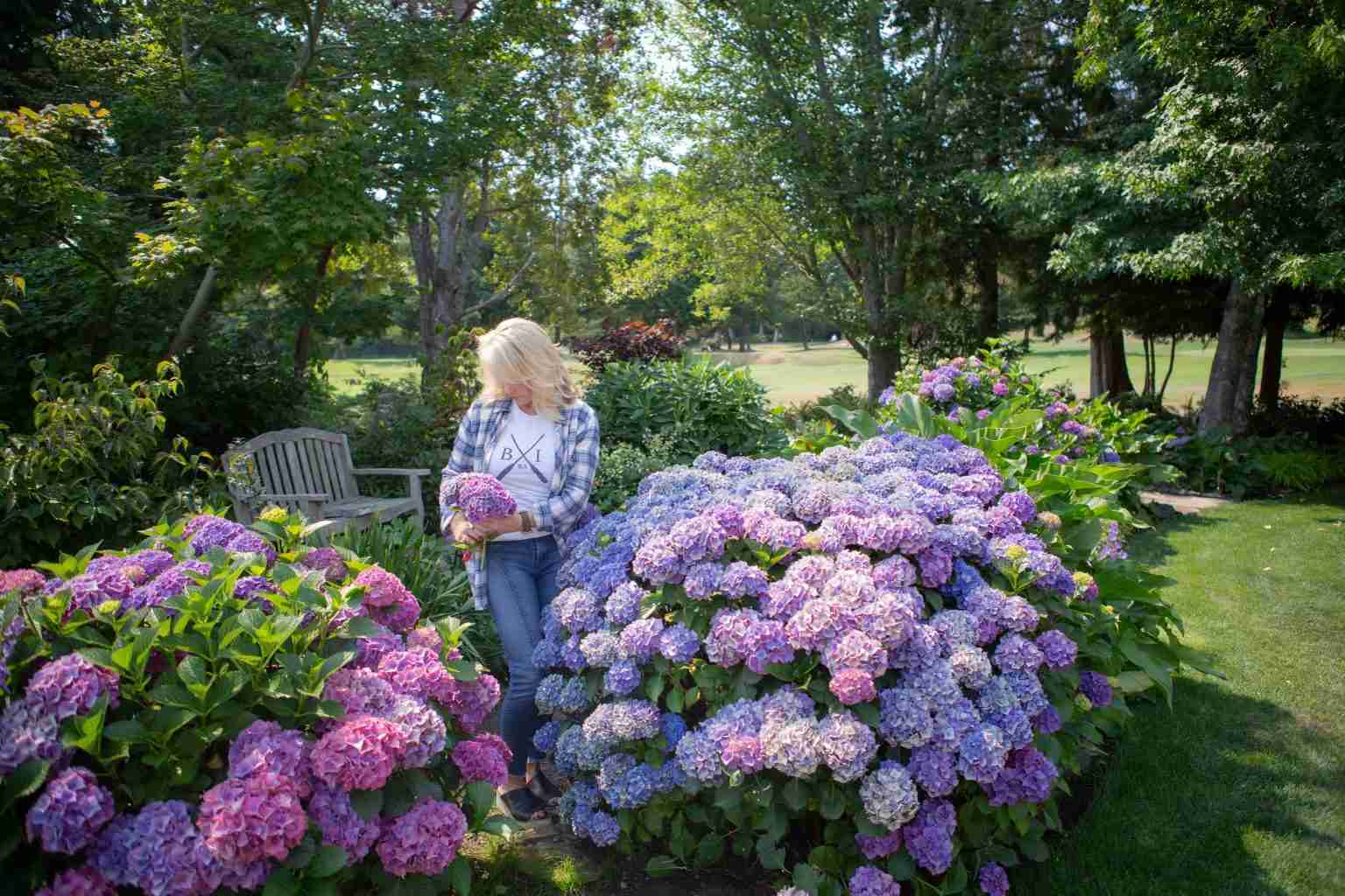 Stunning hydrangea types and species-the ultimate guide – Gal Pal Lifestyle