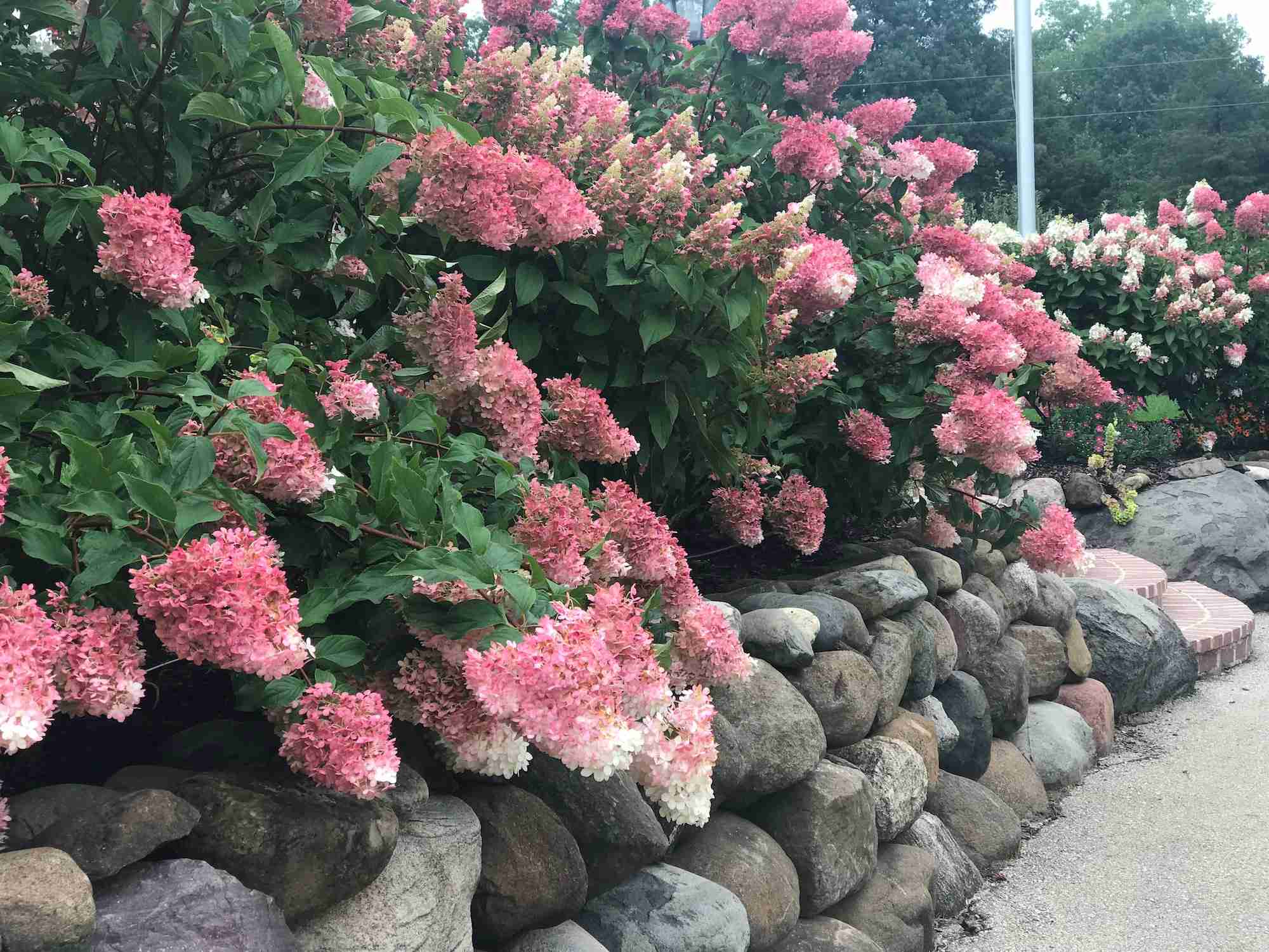 When and How to Cut Back Hydrangeas: A Pruning Guide