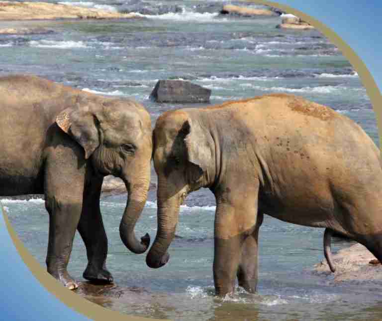 The sisterhood of female elephants-14 inspiring facts