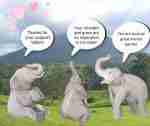 The sisterhood of female elephants-14 inspiring facts
