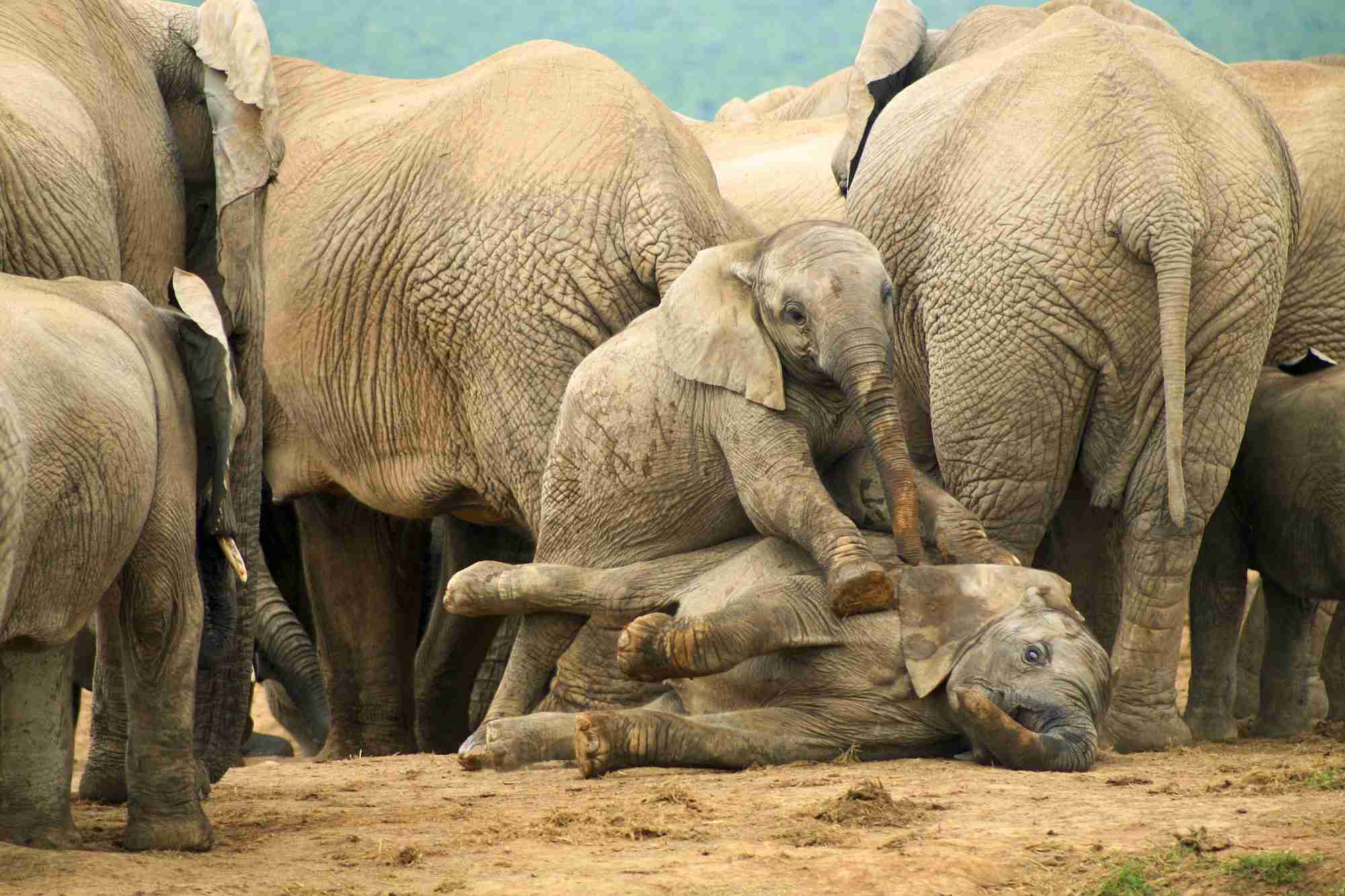 The sisterhood of female elephants-14 inspiring facts