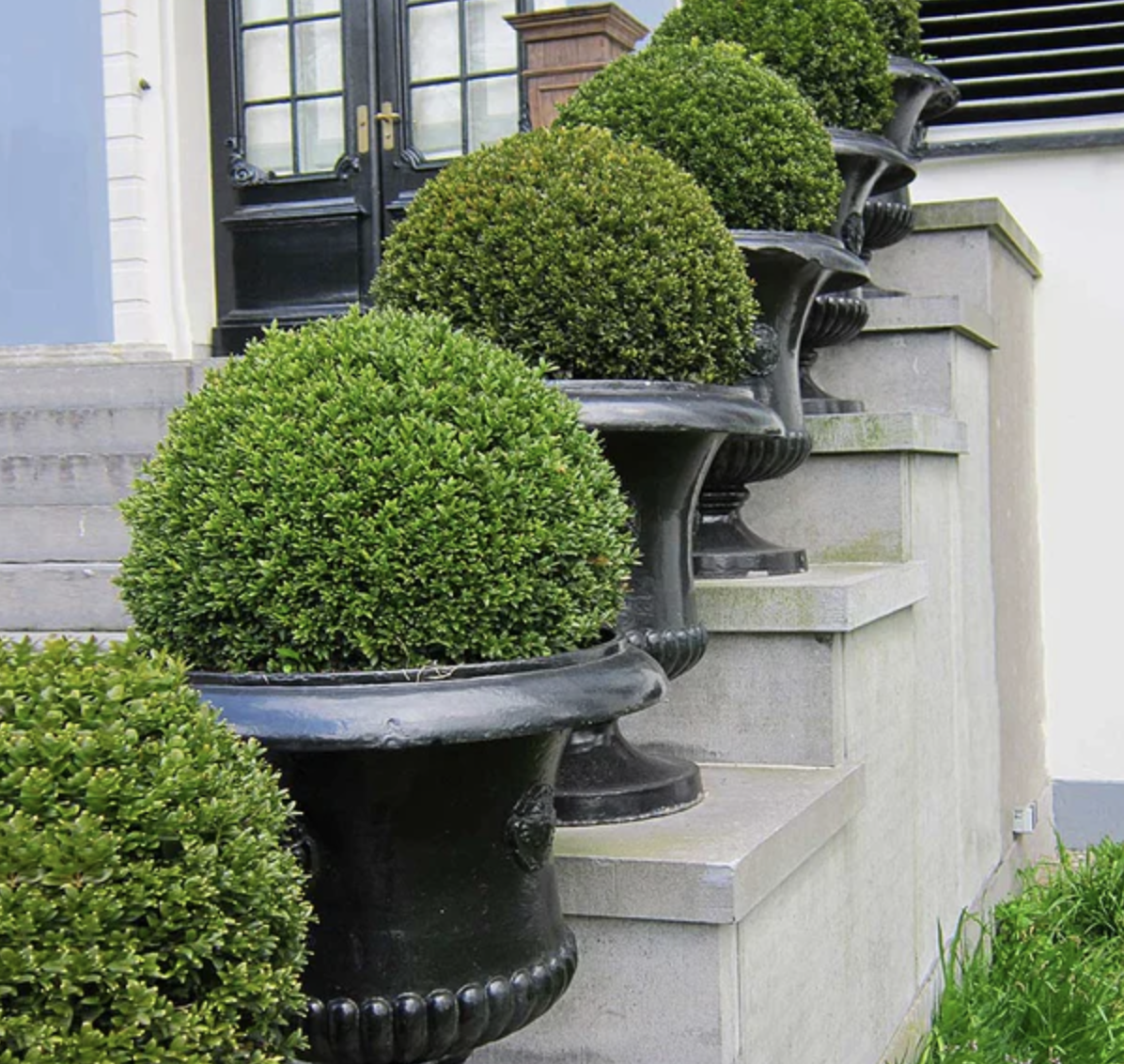 20 popular types of boxwood shrubs for landscape design