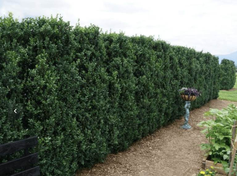 20 popular types of boxwood shrubs for landscape design – Gal Pal Lifestyle