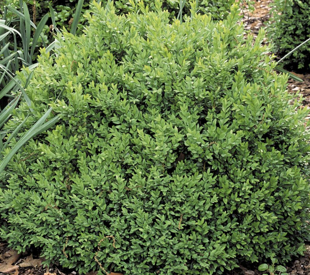 20 popular types of boxwood shrubs for landscape design