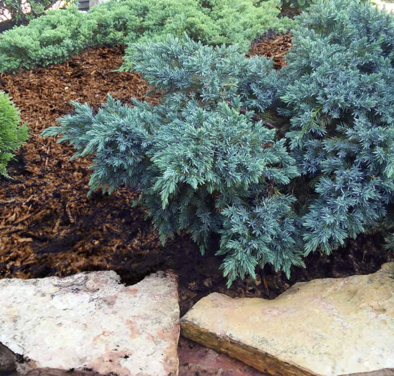 The best evergreen foundation shrubs for house curb appeal