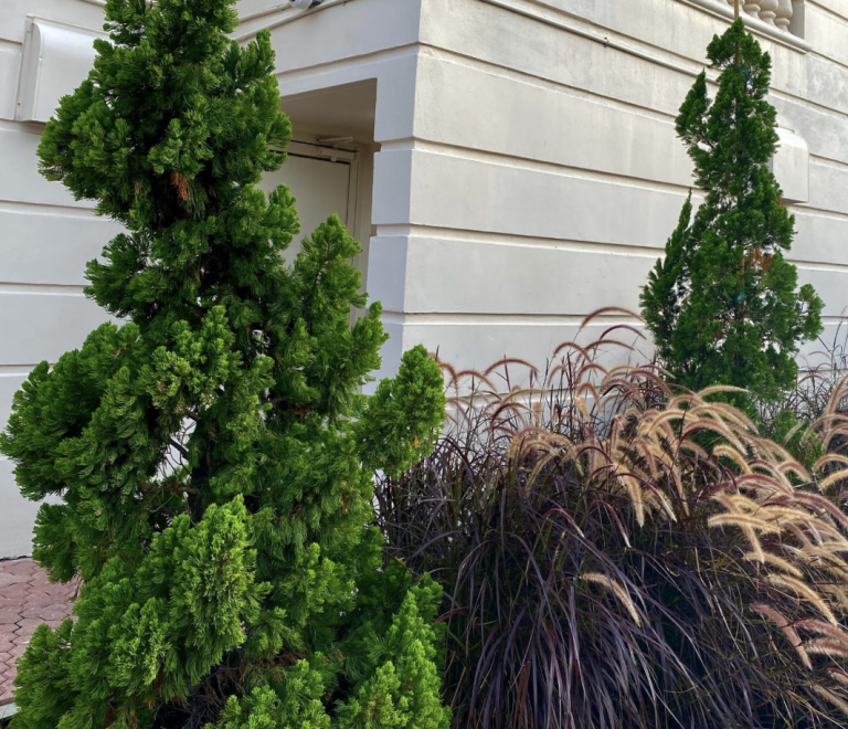 The best evergreen foundation shrubs for house curb appeal