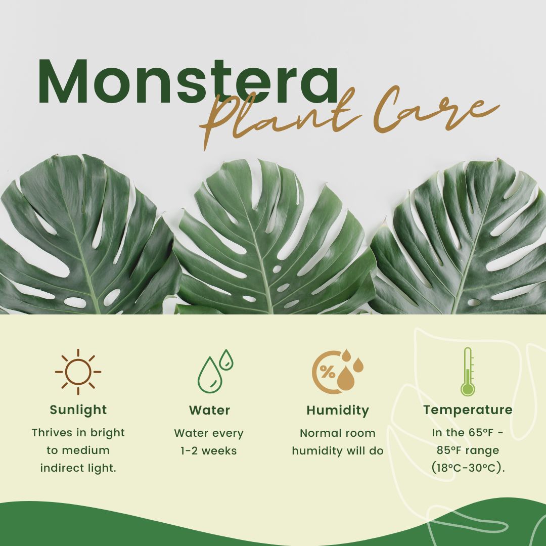 The Tropical Monstera Deliciosa Indoor Plant Care Tips