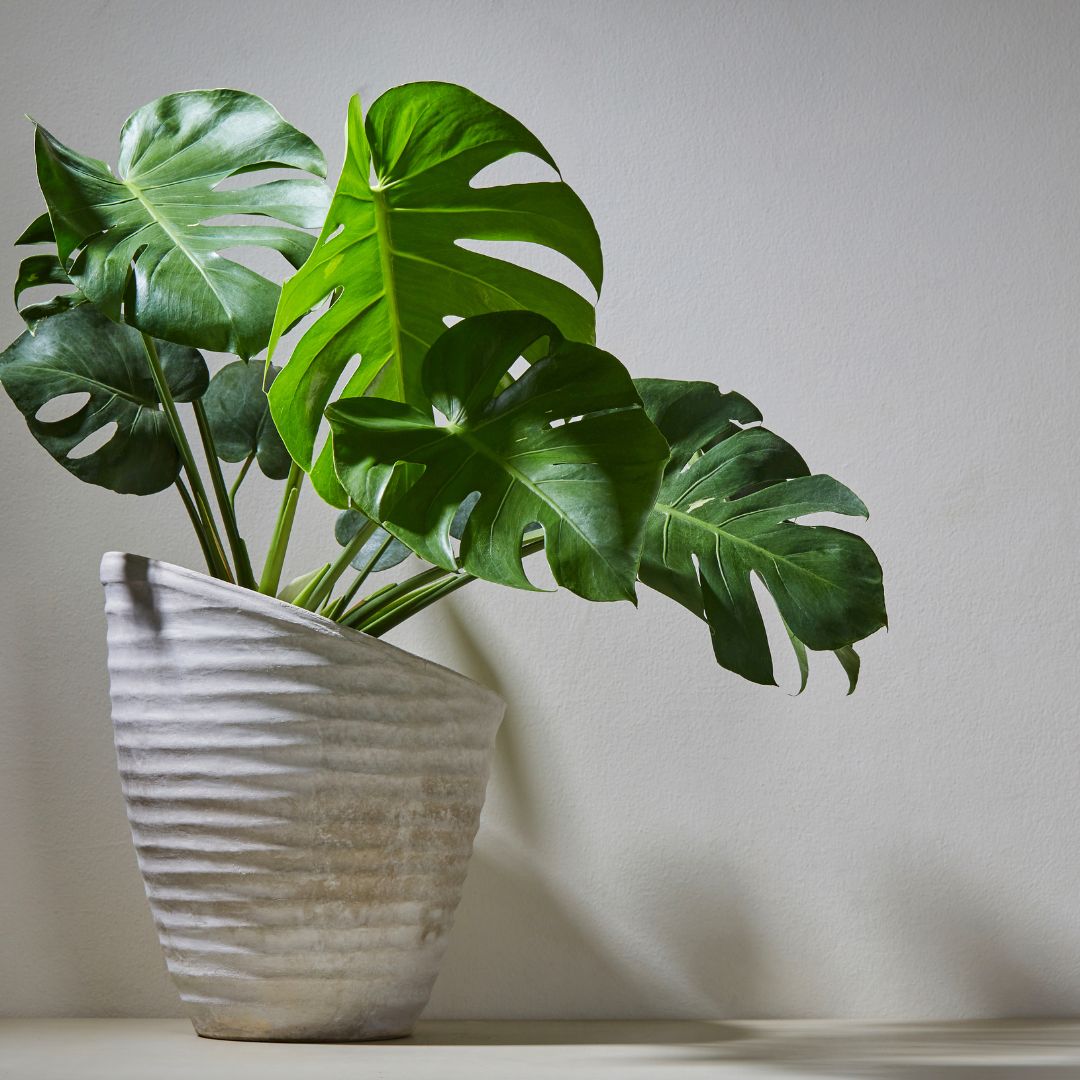 The Tropical Monstera Deliciosa Indoor Plant Care Tips