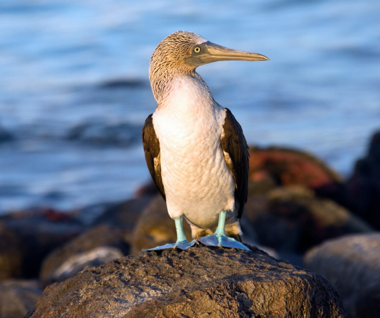22 Top reasons to visit the Galapagos Islands for vacation