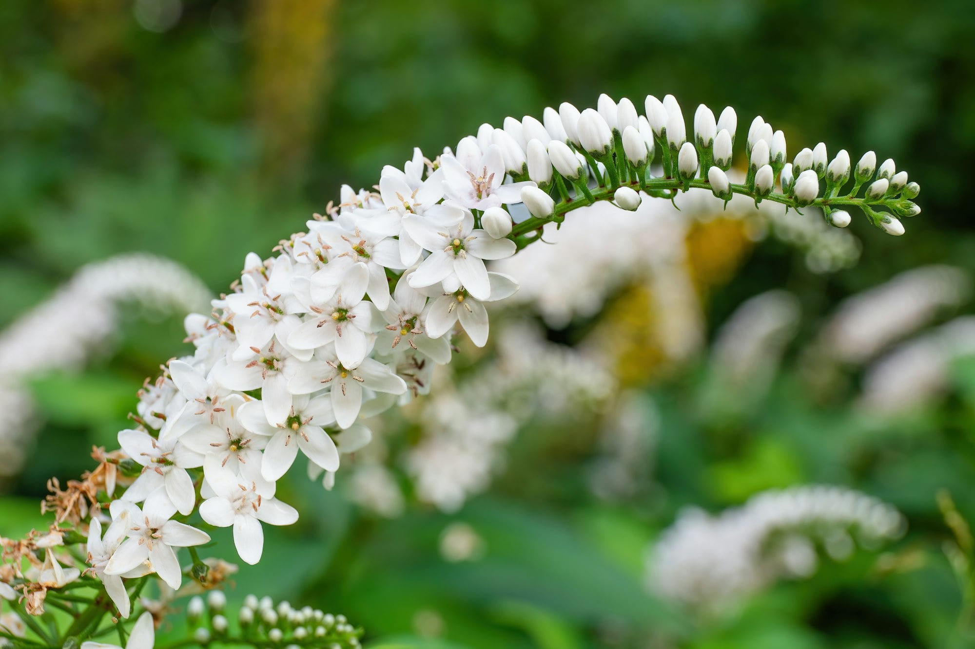15 Stunning white perennial flowers that bloom all summer