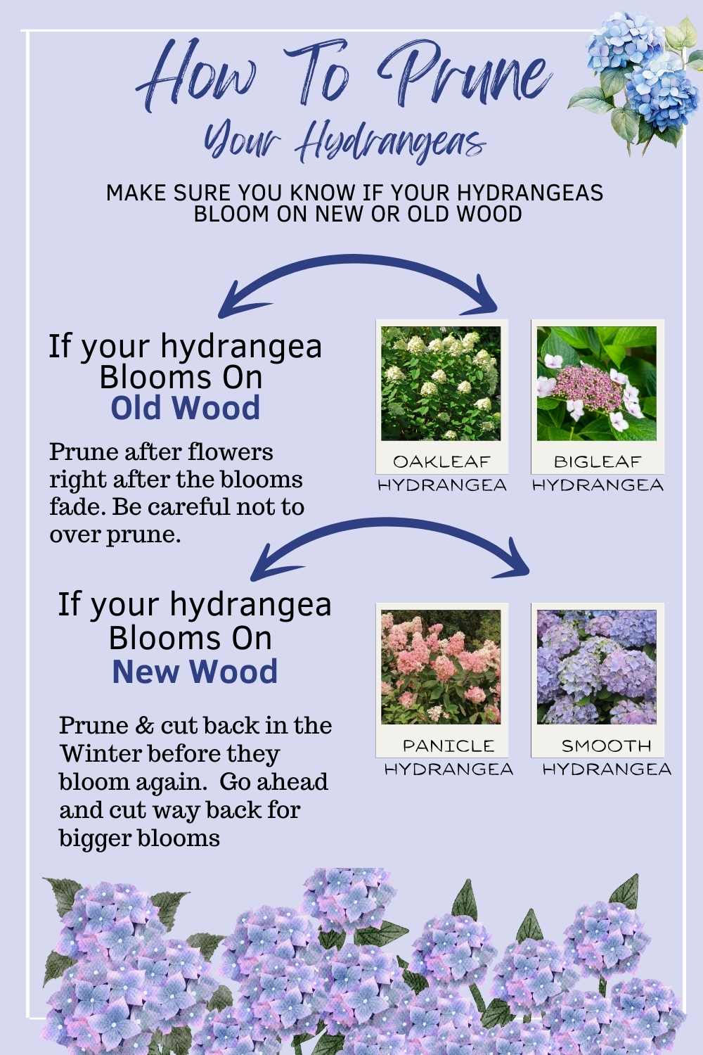 How to Increase and Maximize Hydrangea Blooms
